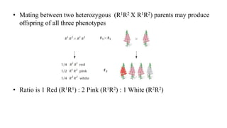 Incomplete dominance | PPT | Genetics | Science