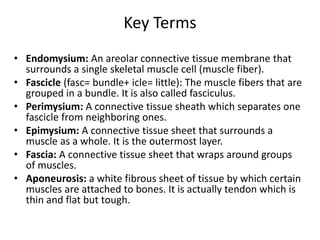 .Mascular system | PPTX