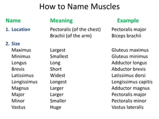 .Mascular system | PPT