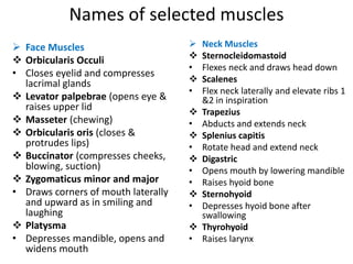 .Mascular system | PPT