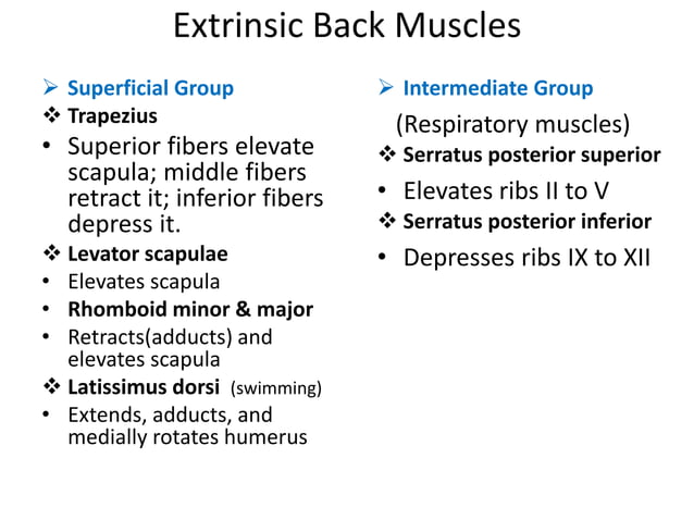 .Mascular system | PPT