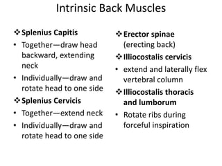 .Mascular system | PPT