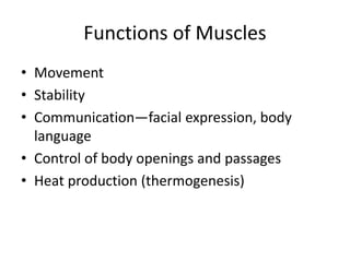.Mascular system | PPTX