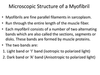 .Mascular system | PPT