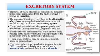 insect circulatory and excretory systems | PPTX