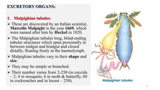 insect circulatory and excretory systems | PPTX