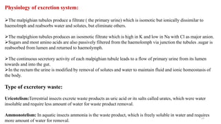 insect circulatory and excretory systems | PPTX