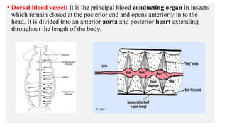 insect circulatory and excretory systems | PPTX