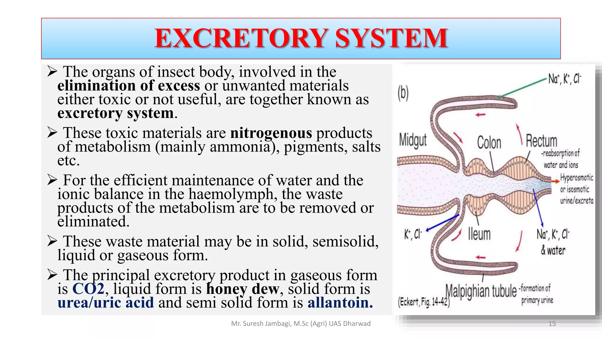 Circulatory and Excretory system in insect | PPTX
