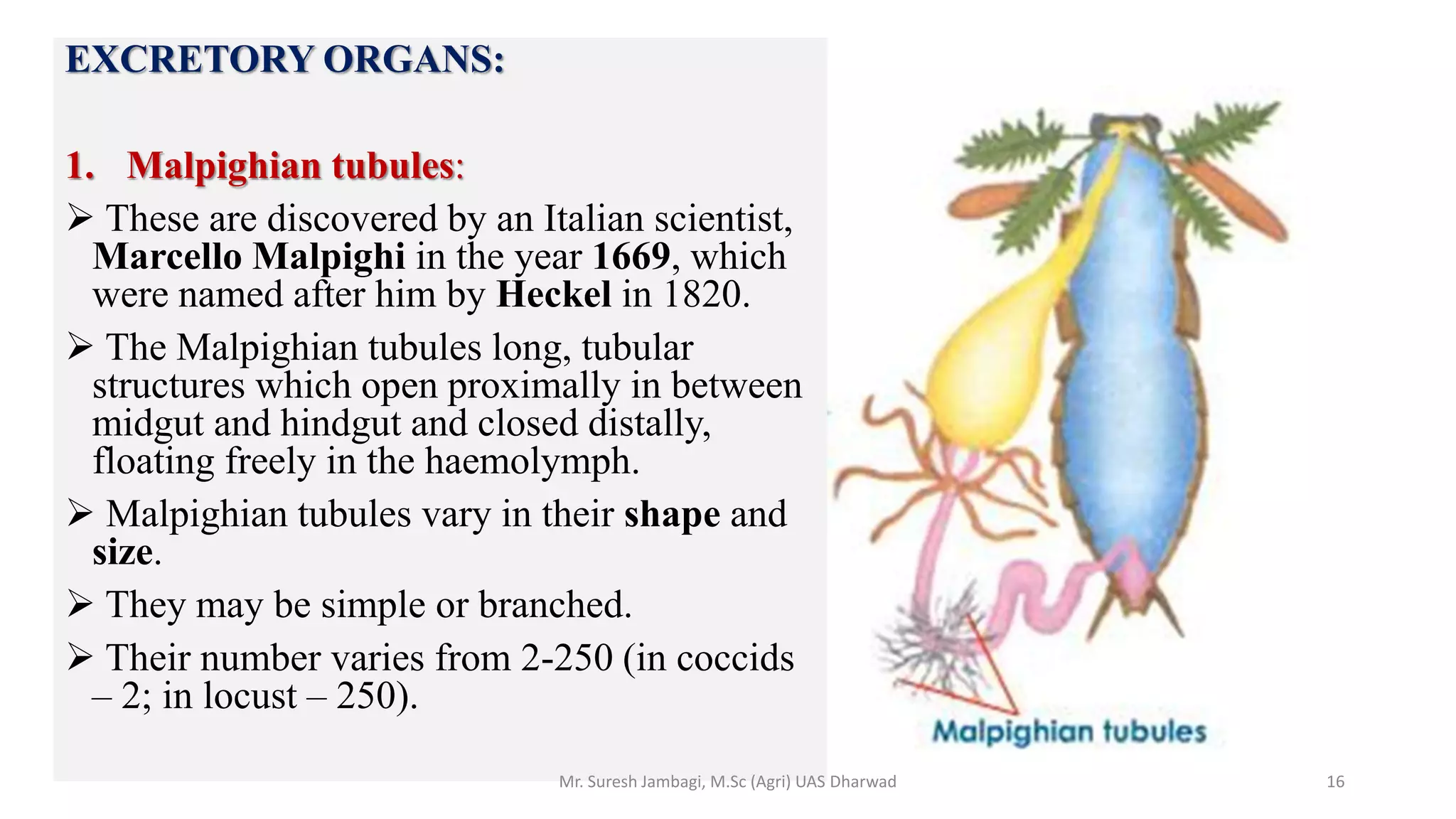 Circulatory and Excretory system in insect | PPTX