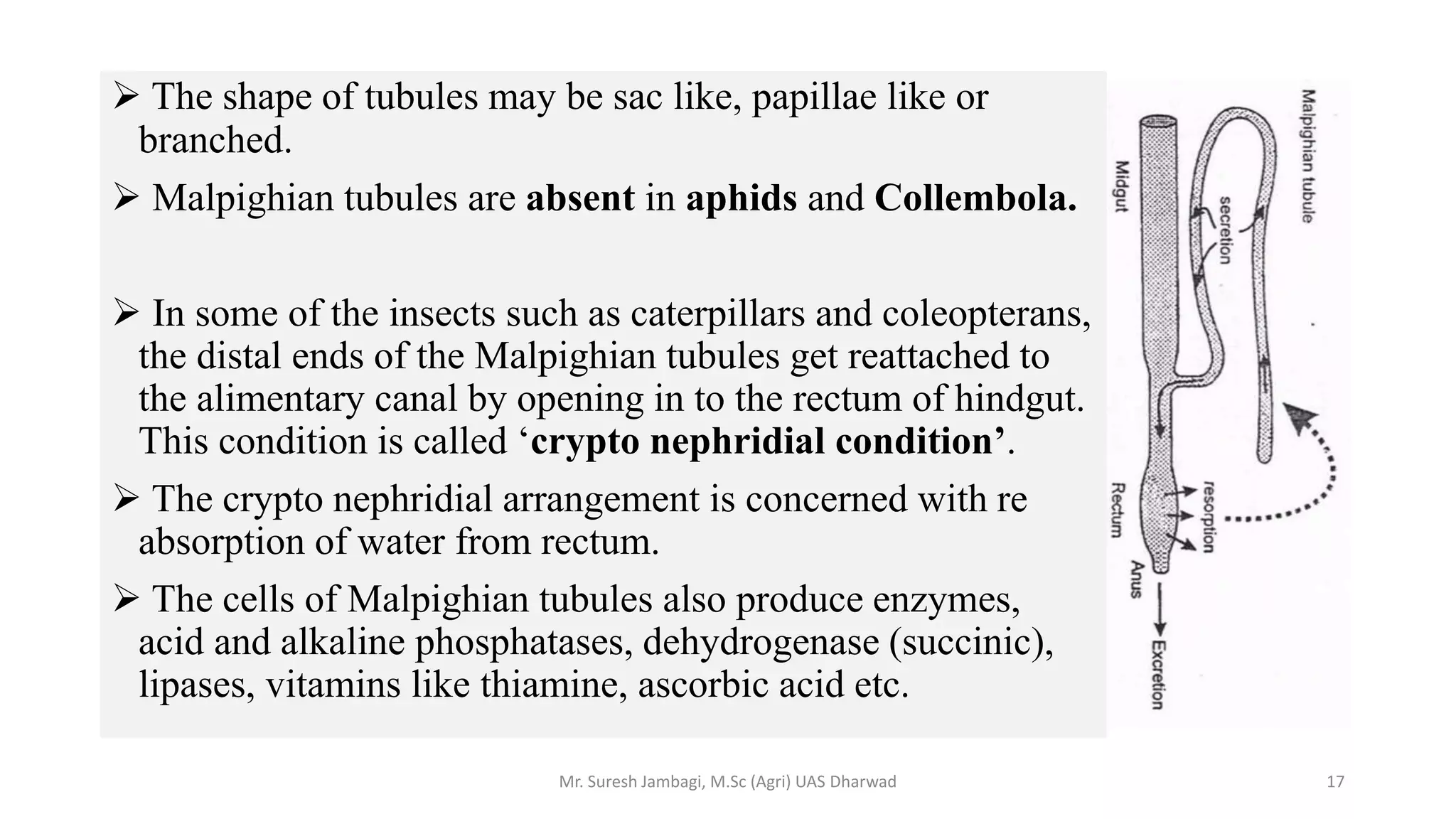 Circulatory and Excretory system in insect | PPTX