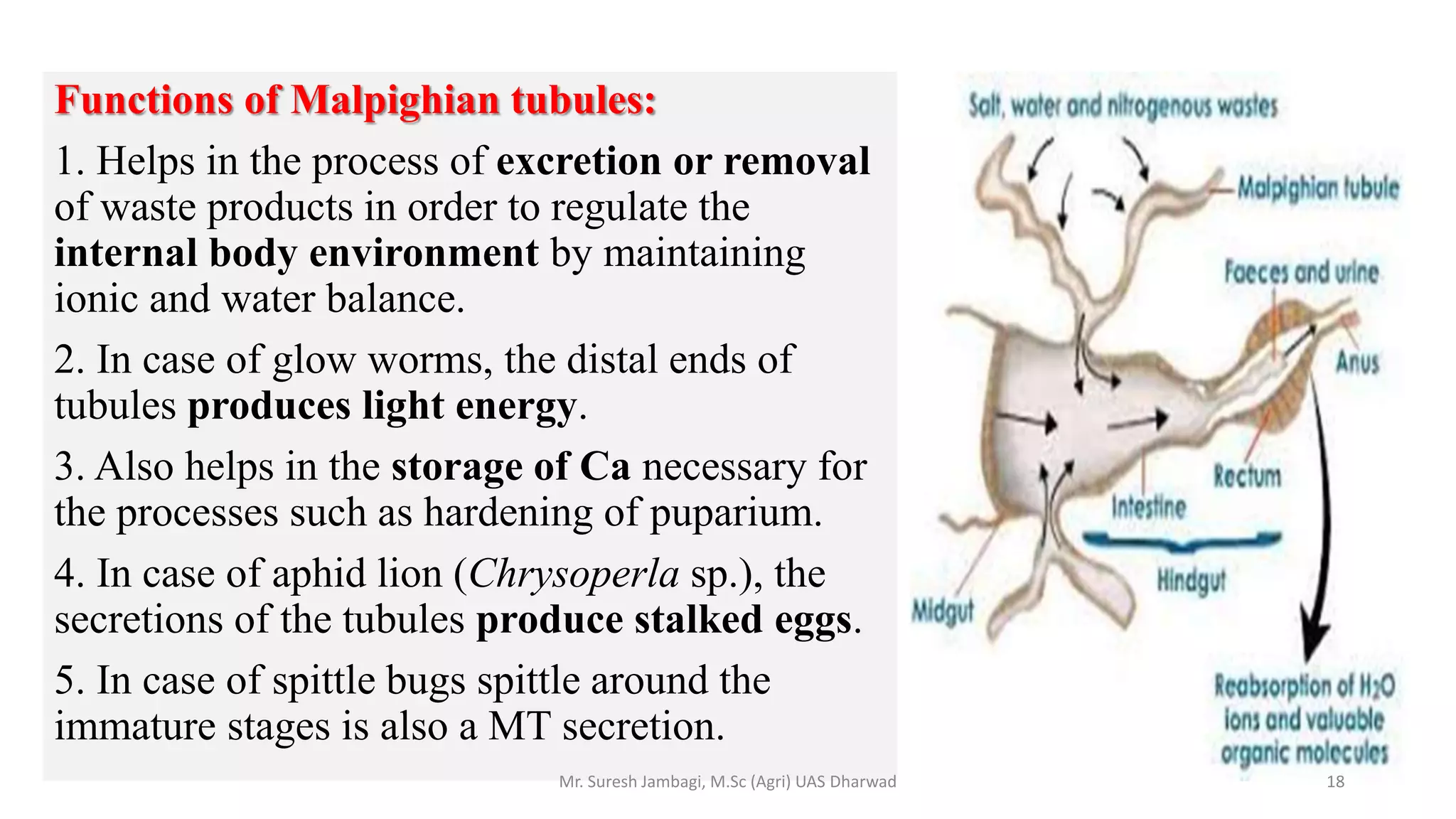 Circulatory and Excretory system in insect | PPTX