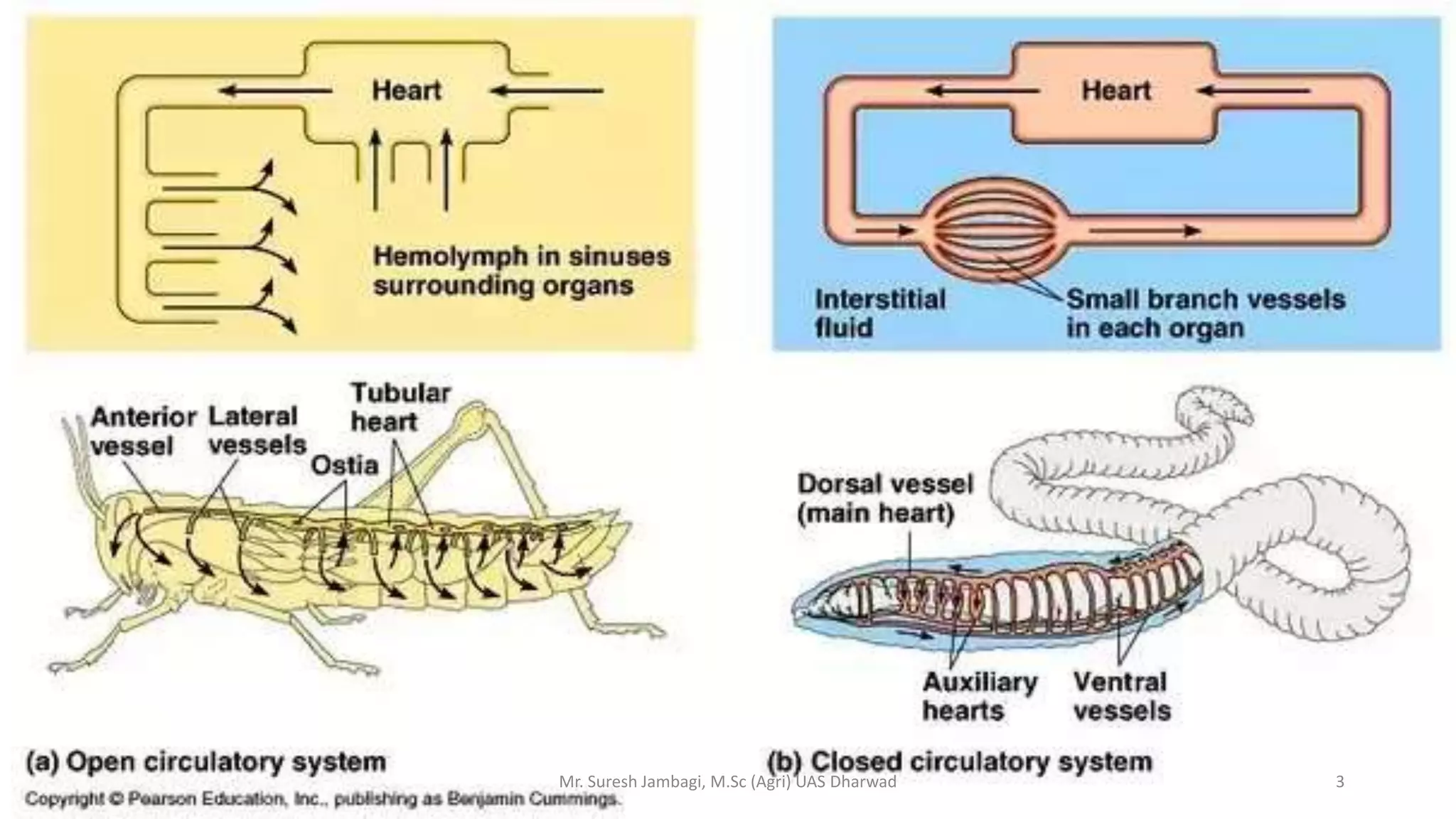Circulatory and Excretory system in insect | PPTX
