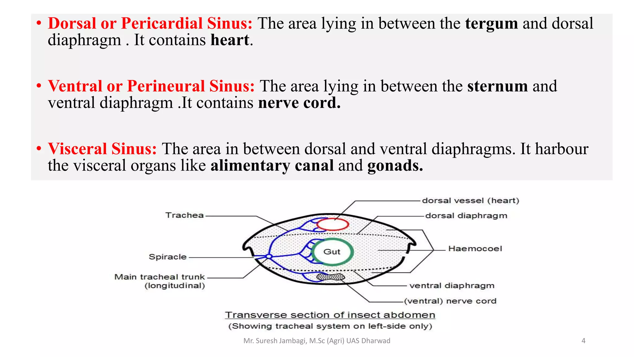 Circulatory and Excretory system in insect | PPTX