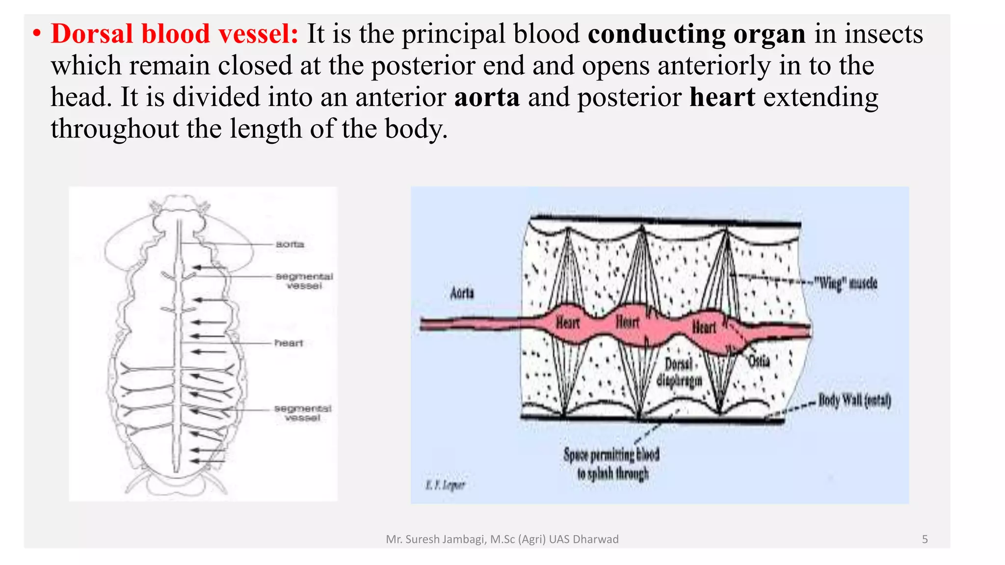 Circulatory and Excretory system in insect | PPTX