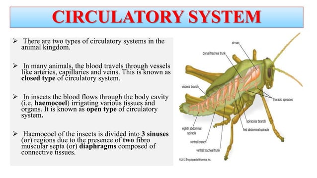 Circulatory and Excretory system in insect | PPTX | Heart and ...