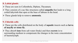 Circulatory and Excretory system in insect | PPTX