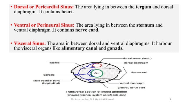 Circulatory and Excretory system in insect | PPTX | Heart and ...