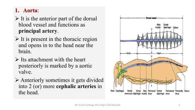 Circulatory and Excretory system in insect | PPTX | Heart and ...