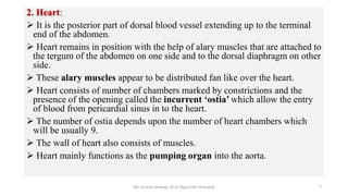 Circulatory and Excretory system in insect | PPTX