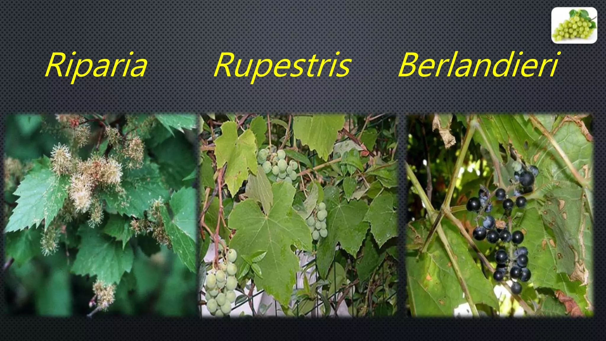 6. La Viticultura, la vid ciclo biologico | PPT
