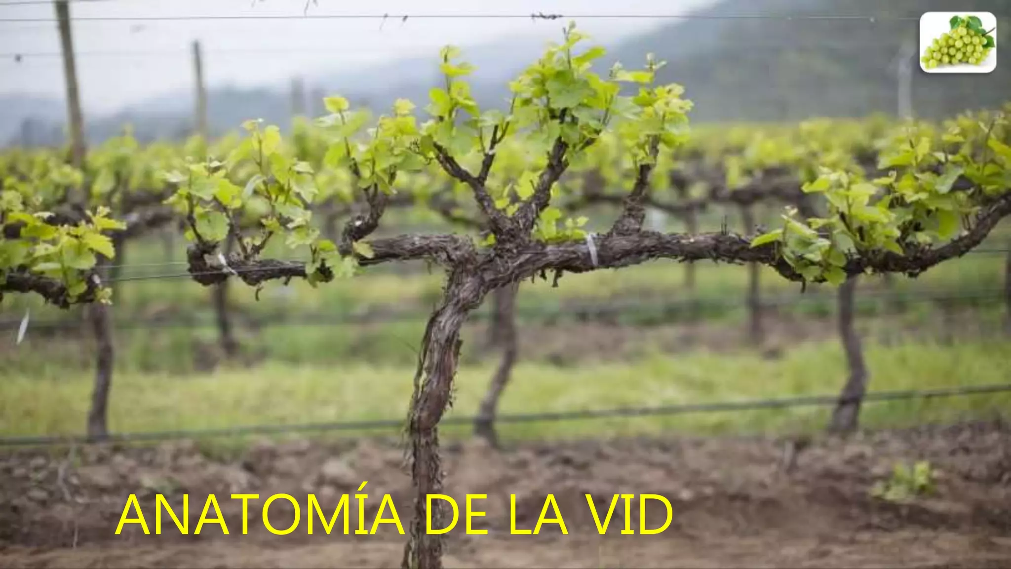 6. La Viticultura, la vid ciclo biologico | PPT