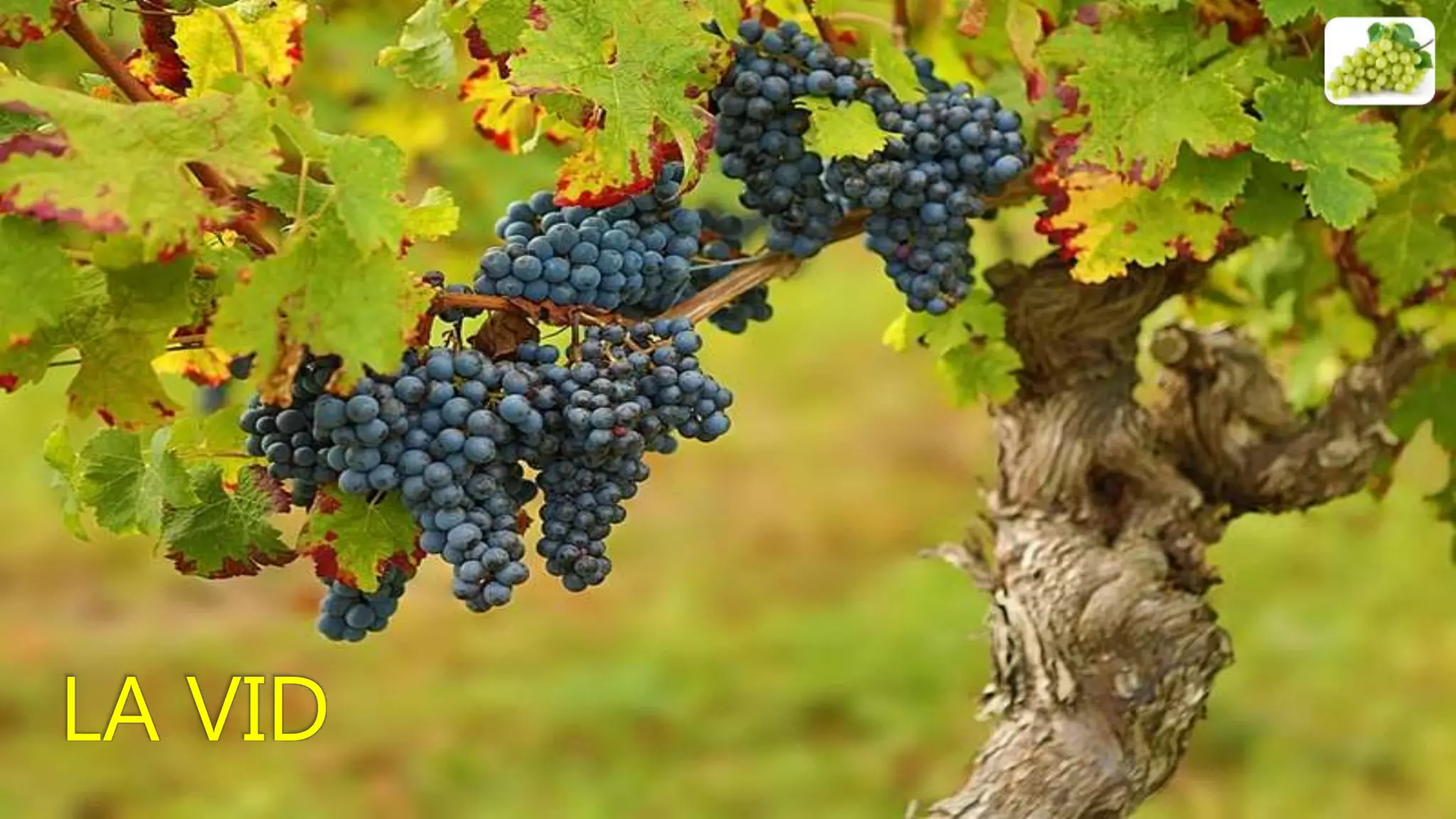 6. La Viticultura, la vid ciclo biologico | PPT