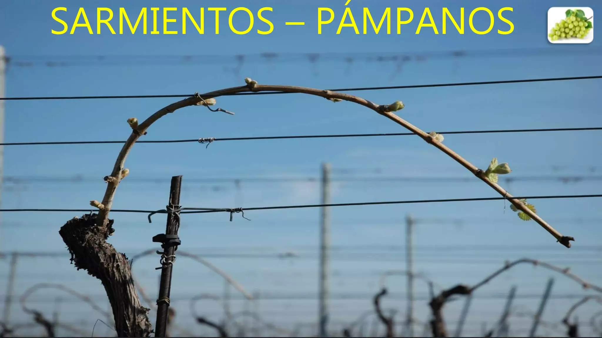 6. La Viticultura, la vid ciclo biologico | PPT