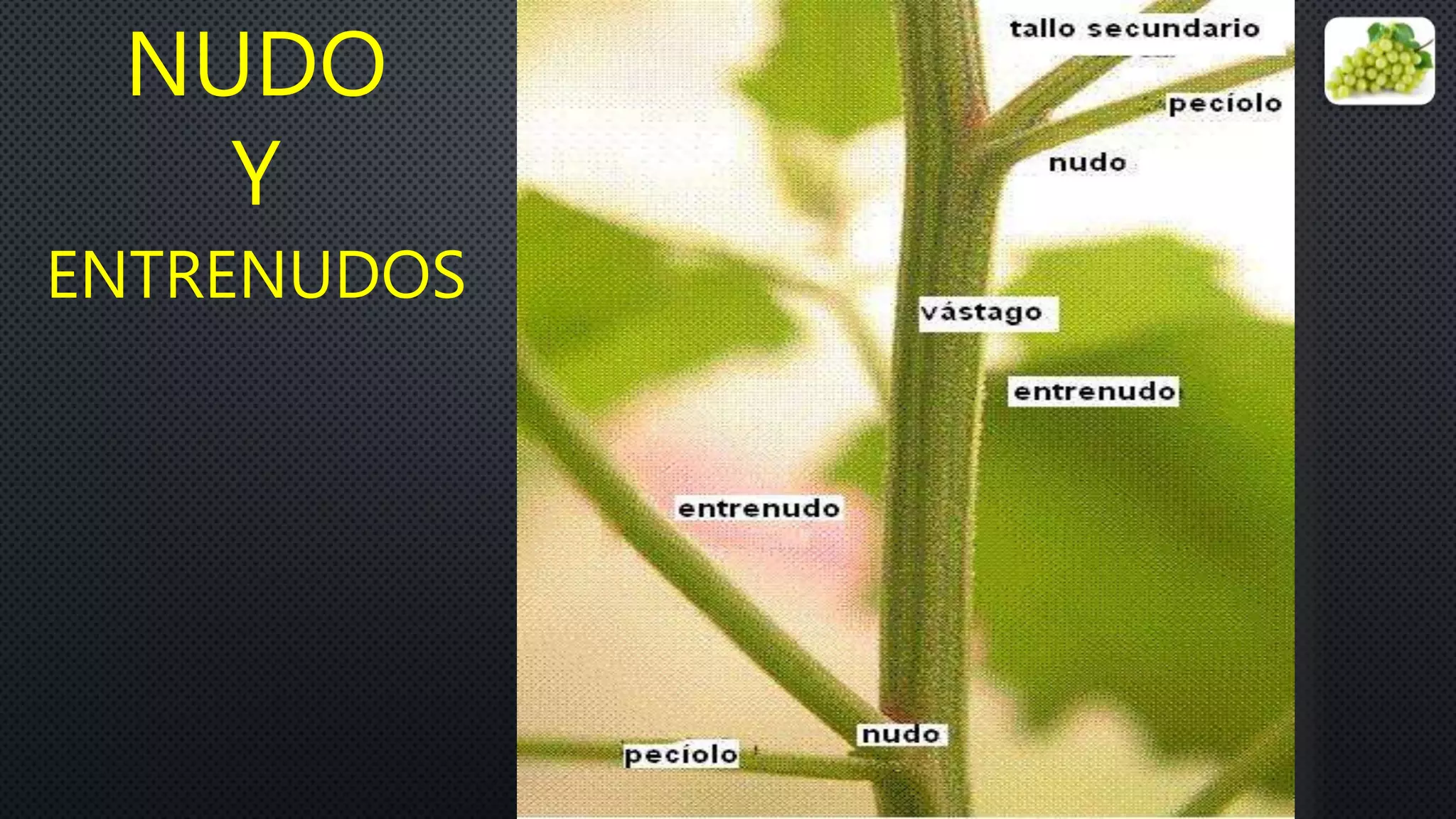 6. La Viticultura, la vid ciclo biologico | PPT