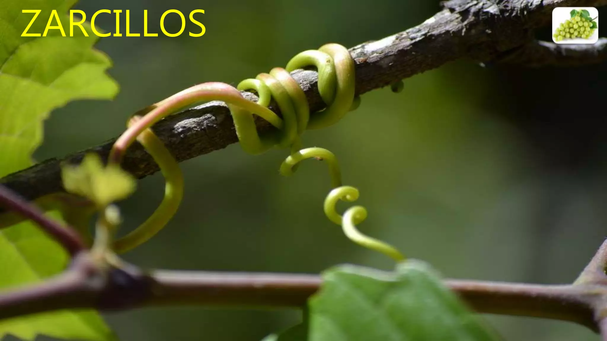 6. La Viticultura, la vid ciclo biologico | PPT