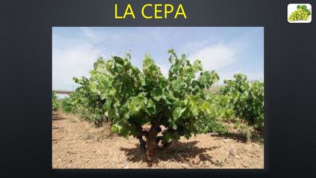 6. La Viticultura, la vid ciclo biologico | PPT