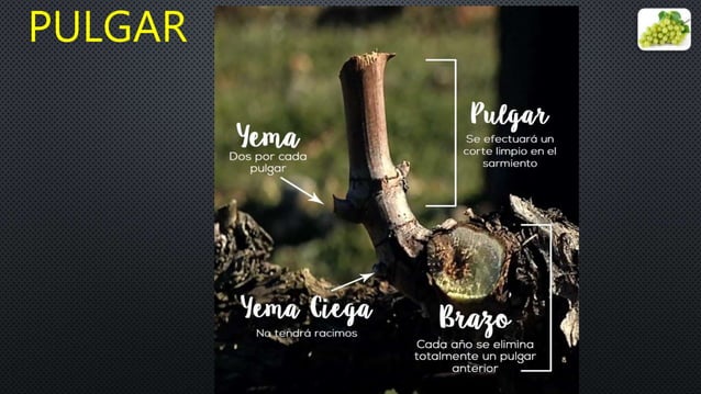 6. La Viticultura, la vid ciclo biologico | PPT