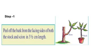 6.grafting | PPT