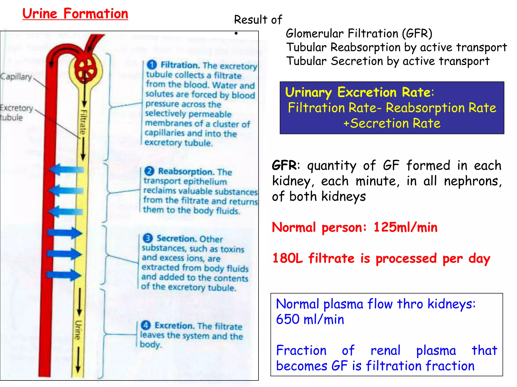 6. excretory system | PPT