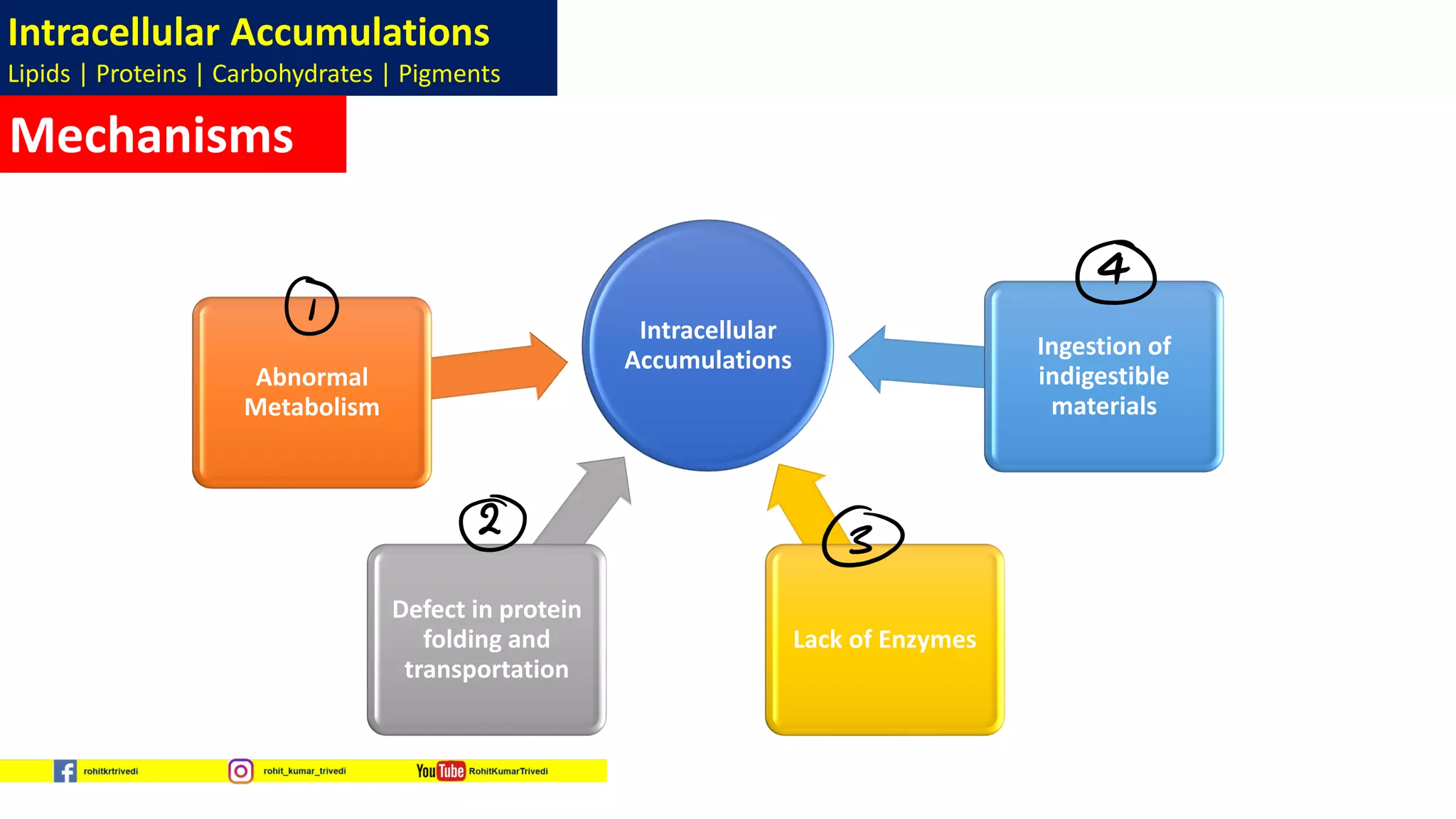 intracellular accumulation (lipids, proteins, carbohydrates, pigments ...
