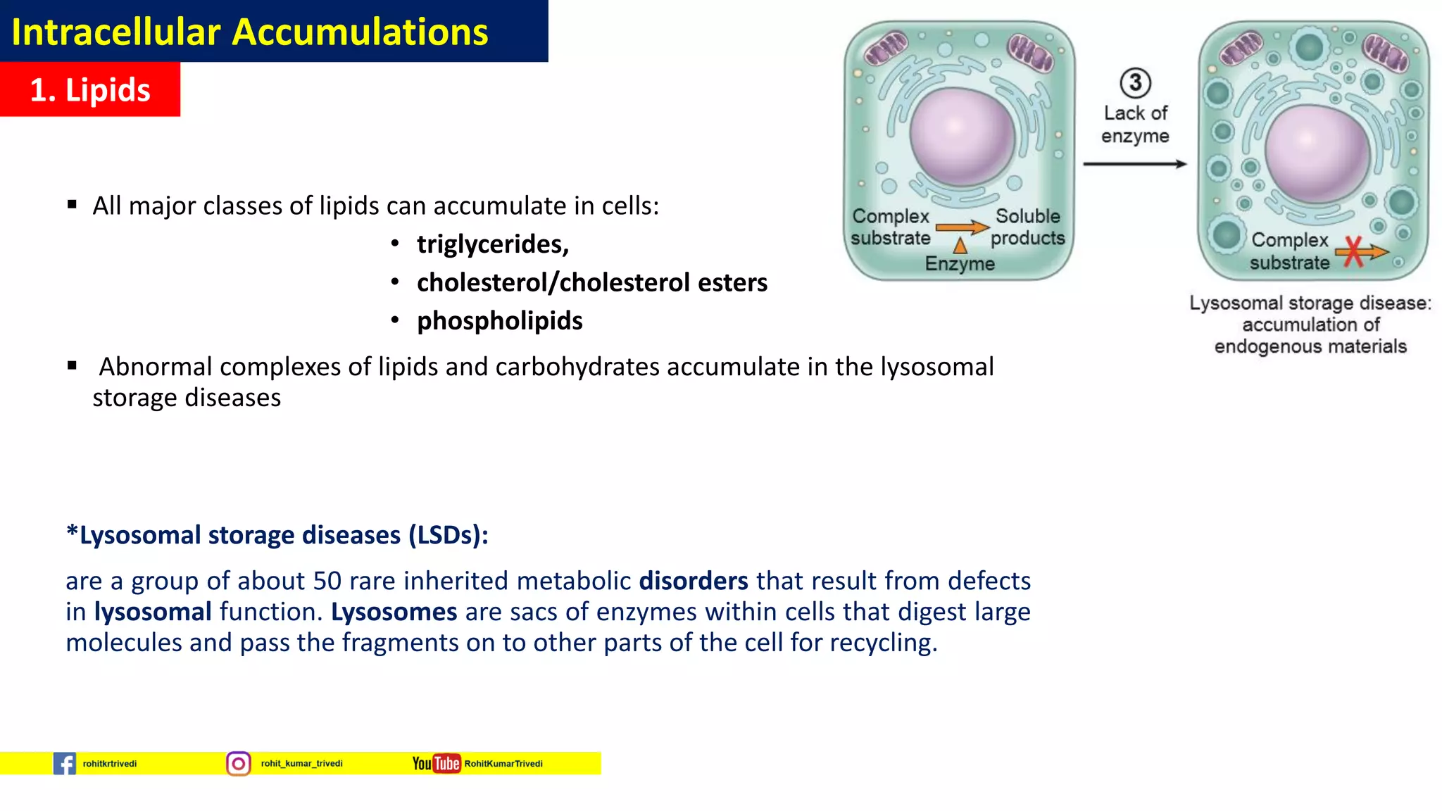 intracellular accumulation (lipids, proteins, carbohydrates, pigments ...
