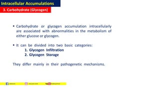 intracellular accumulation (lipids, proteins, carbohydrates, pigments ...
