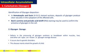 intracellular accumulation (lipids, proteins, carbohydrates, pigments ...
