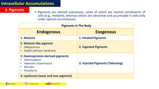 intracellular accumulation (lipids, proteins, carbohydrates, pigments ...