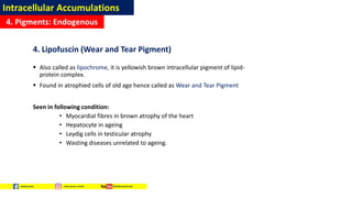 intracellular accumulation (lipids, proteins, carbohydrates, pigments ...