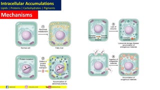 intracellular accumulation (lipids, proteins, carbohydrates, pigments ...
