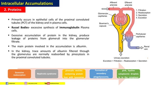 intracellular accumulation (lipids, proteins, carbohydrates, pigments ...