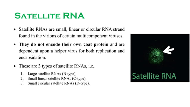 Satellite viruses, satellite rna and viroid's | PDF | Genetics | Science
