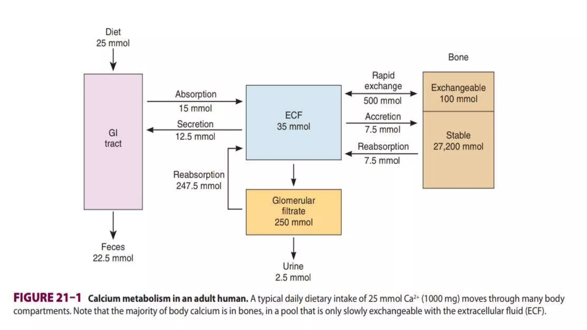 6. hormonal control of calcium & phosphate metabolism & | PPTX ...