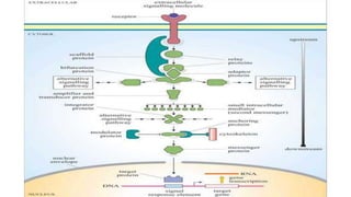 6. signalling mechanisms | PPTX | Biological Sciences | Science