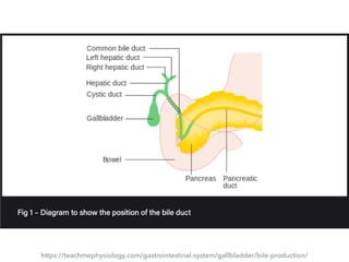 6. the gallbladder | PPT