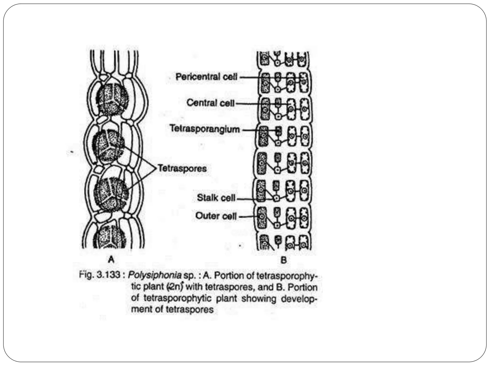 6. polysiphonia | PPT