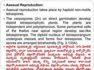 6. polysiphonia | PPT