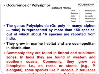 6. polysiphonia | PPT