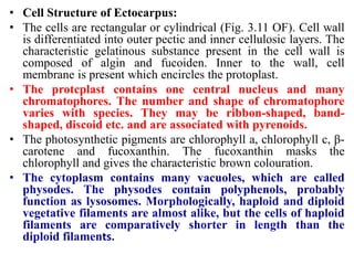 6 . ectocarpus | PPTX